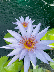 Sign In – Diana Lynn Mayorga